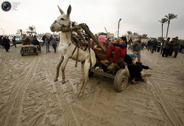 ¡Vive!: ¡Celebra la Vida!