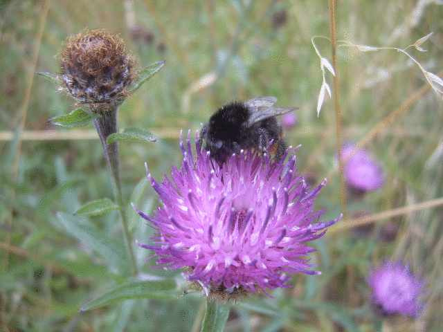 Takoona: Animated Bee Gif Image