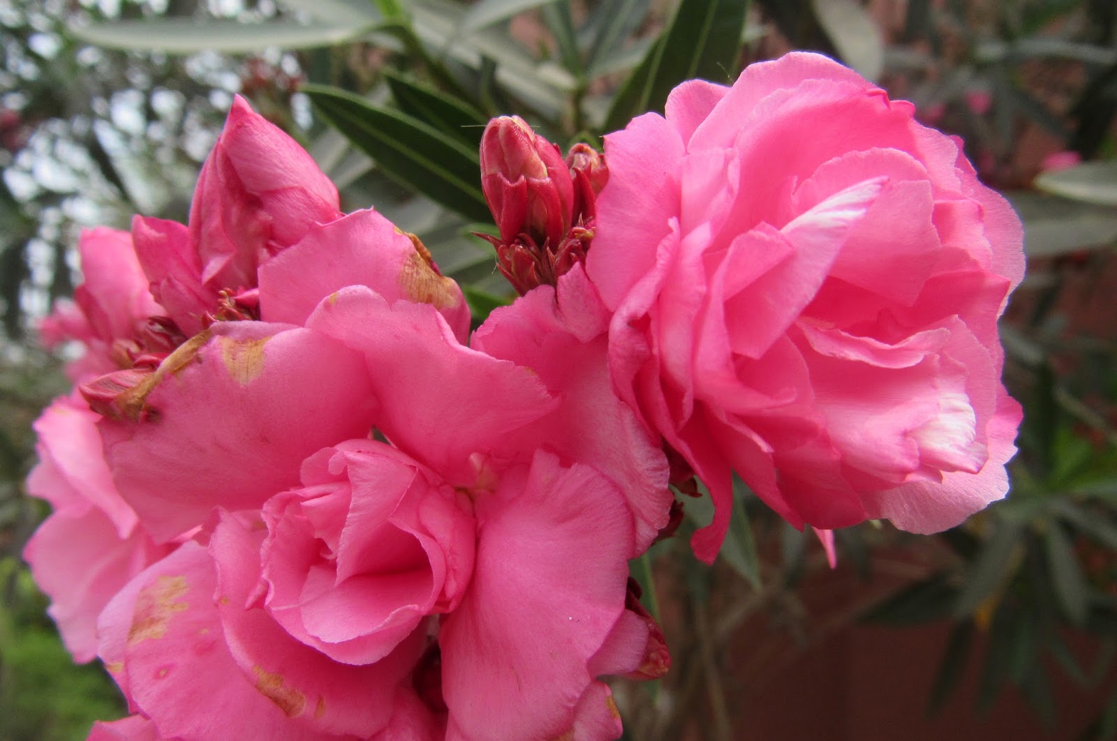 Nerium oleander (রক্তকরবী)