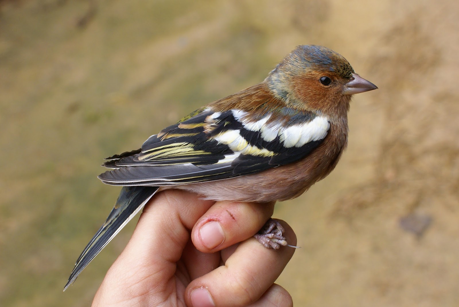 assocgirona@gmail.com: La fidelitat dels ocells.