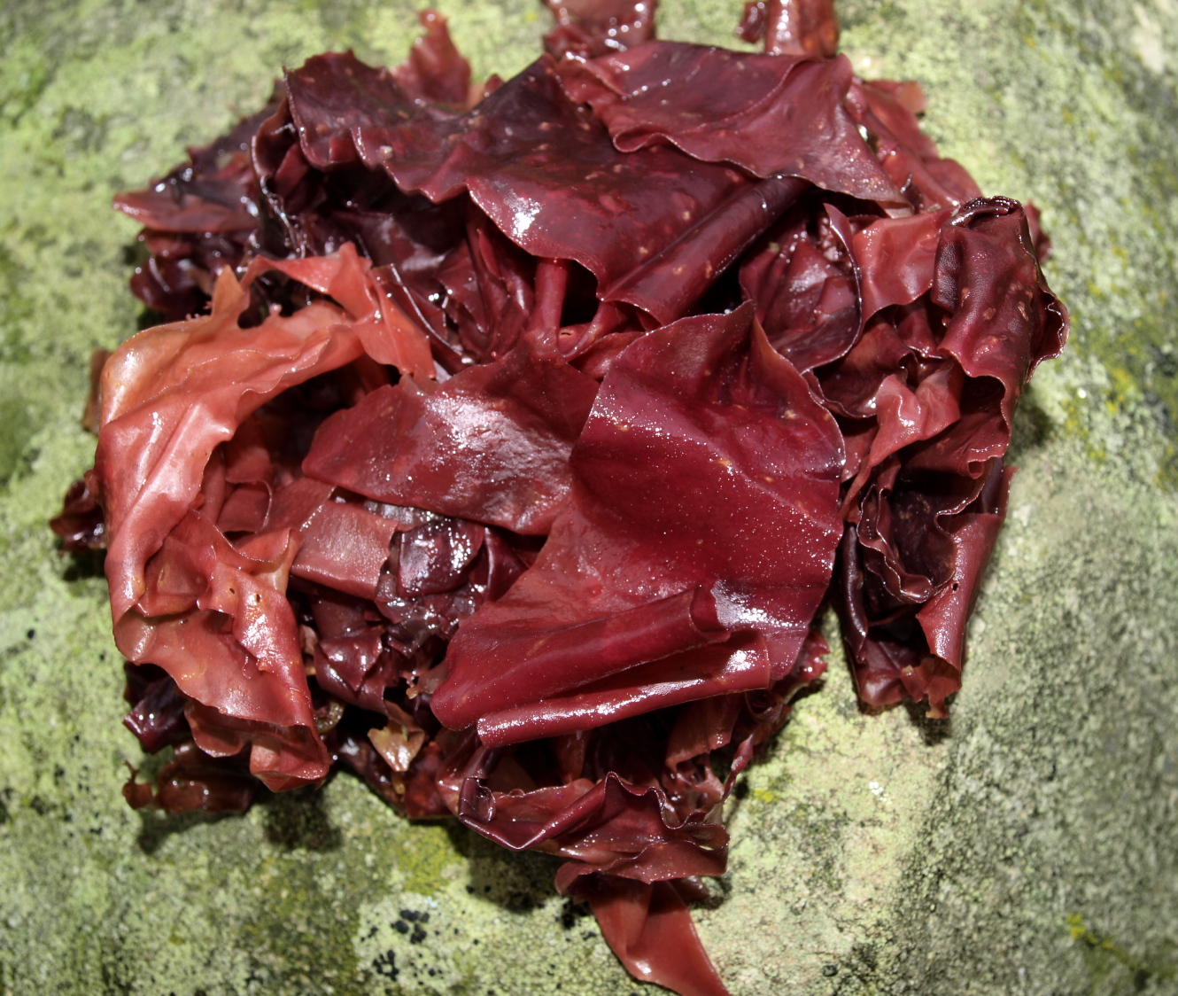 Raw Edible Plants: Sea Vegetables