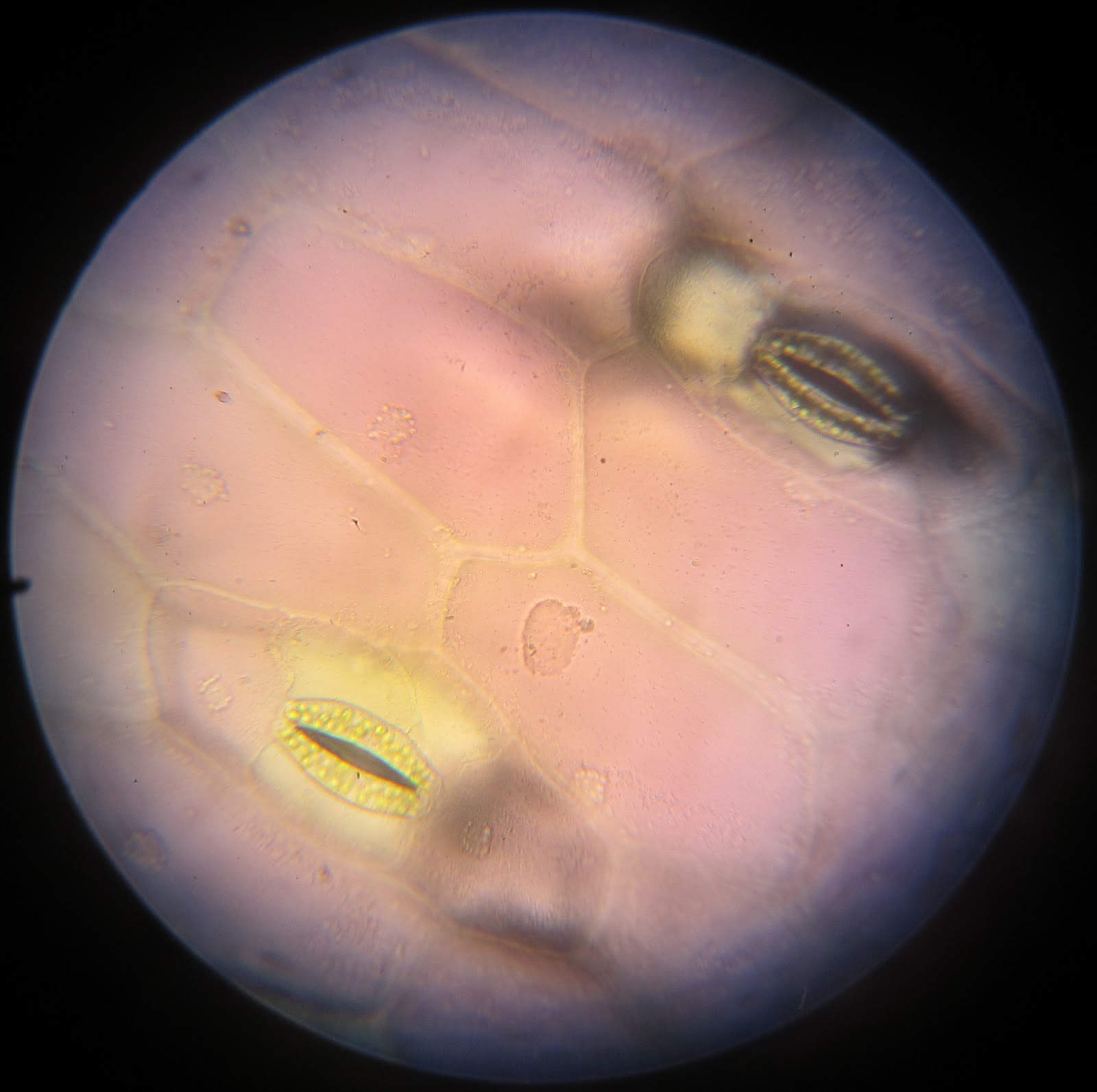 My Rainbow's Life: Praktikum Biologi