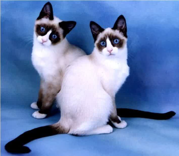 Foto Kucing Siam Asli dan Ciri-Cirinya | Foto Kucing Terbaru