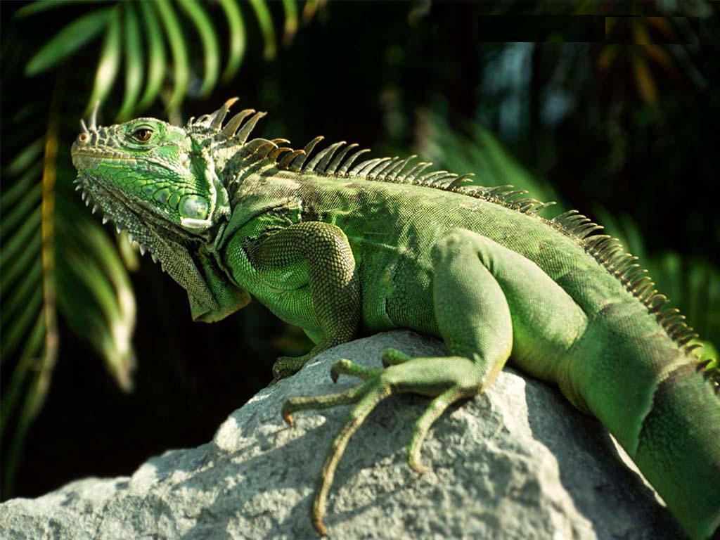 Iguana of lizard native to tropical areas of Central and South America ...
