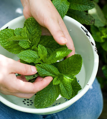 Temperate Climate Permaculture: Permaculture Plants: Mint