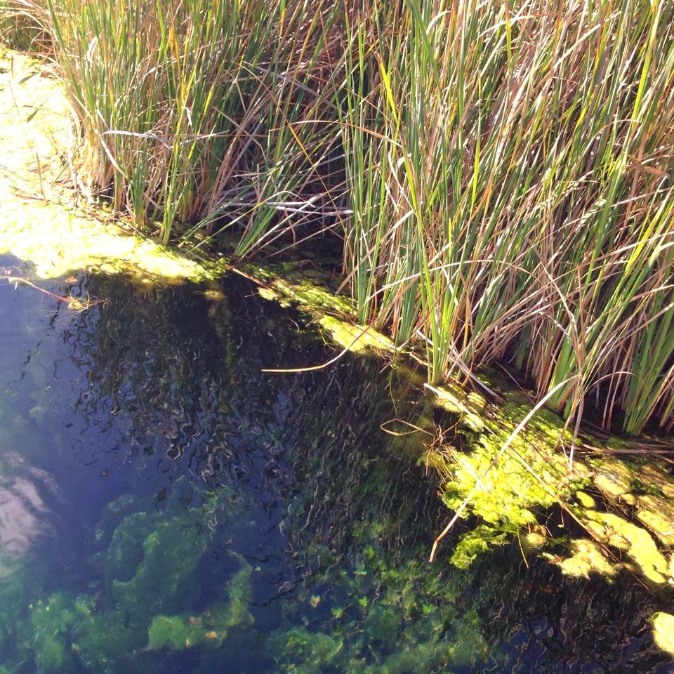 kinahgrace: Exploring my backyard ~ Piccaninnie Ponds