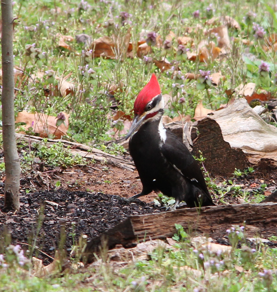 Vickie Henderson Art: Pileated Woodpecker--Ground Foraging