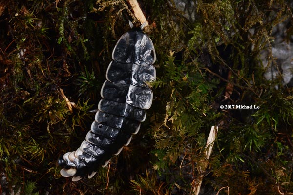 The rainforests of Borneo & Southeast Asia: Lampyridae firefly ...