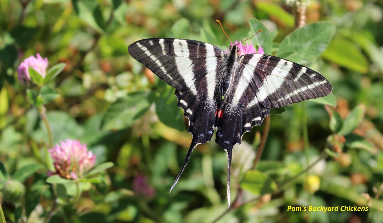 Pam's Backyard Chickens: Pollinators 101 - Fascinating Facts About ...