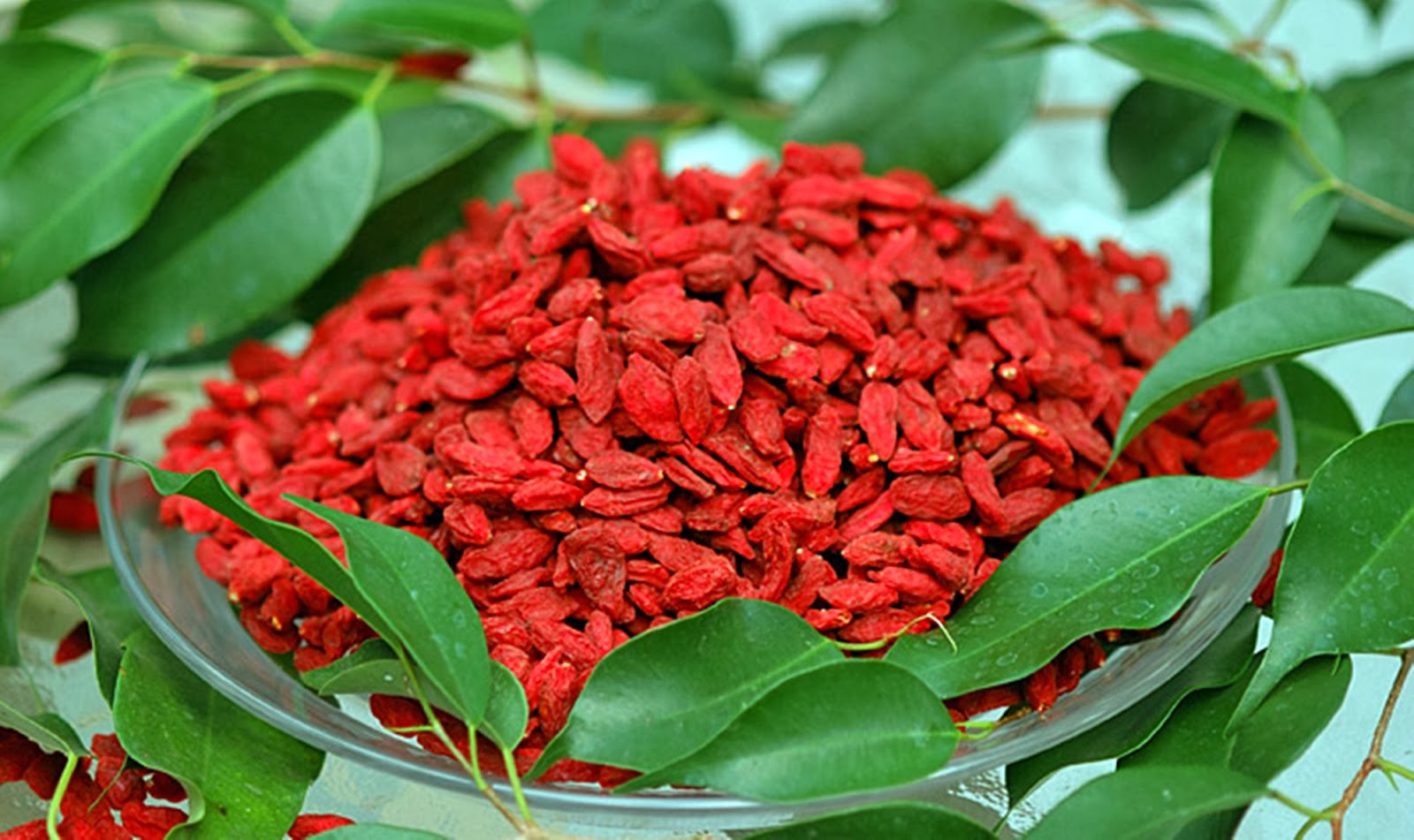 Blog do Edu Ambiental: Goji