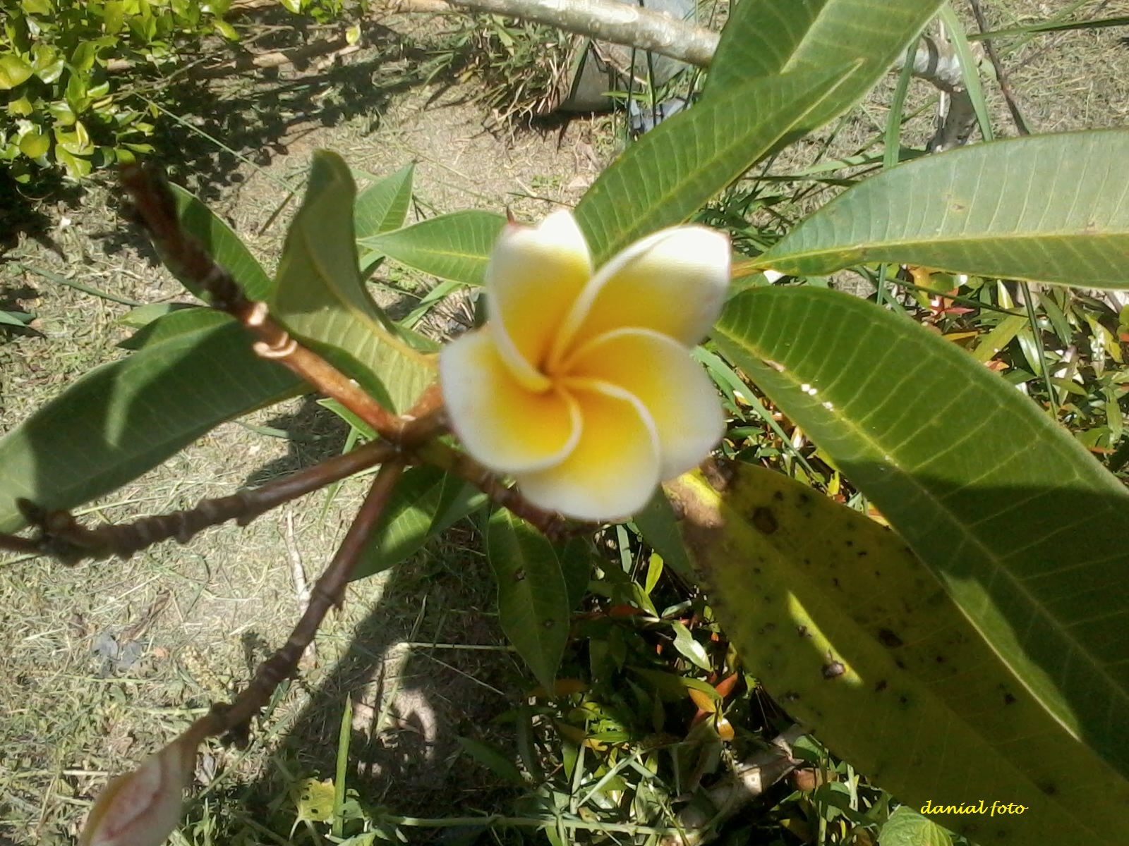 DS CoLLecTioN: Bunga Kemboja Kubur