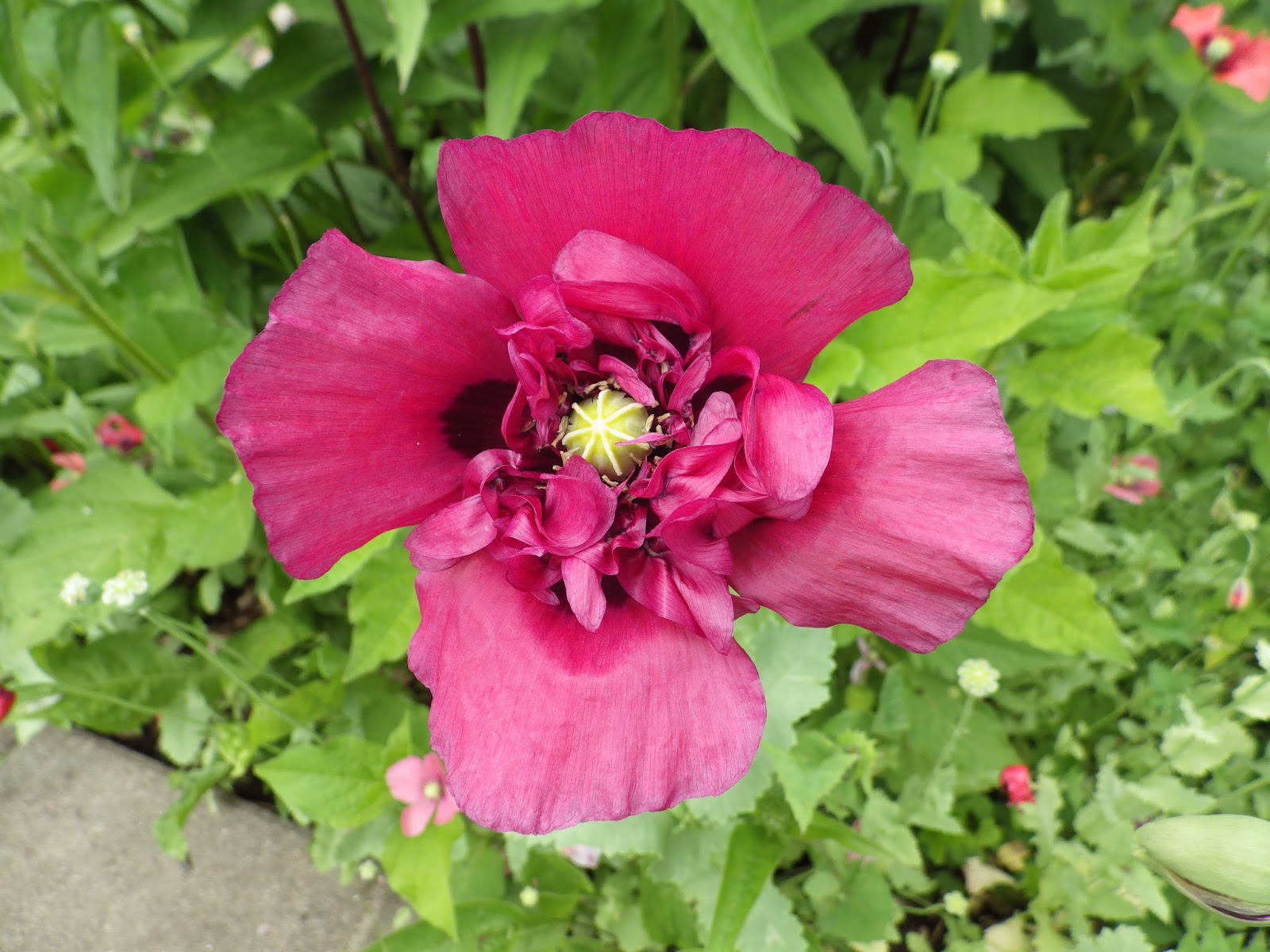 Thela aed ja kodu: Moonivärk ja muu umbrohi