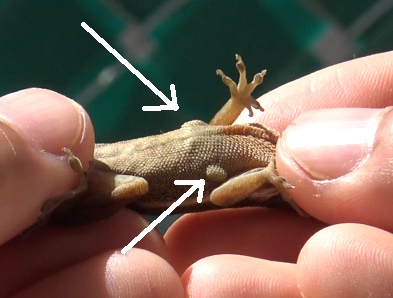 CHIPOJO LAB: A xenomorph moment with an anole (EDIT: Video link ...