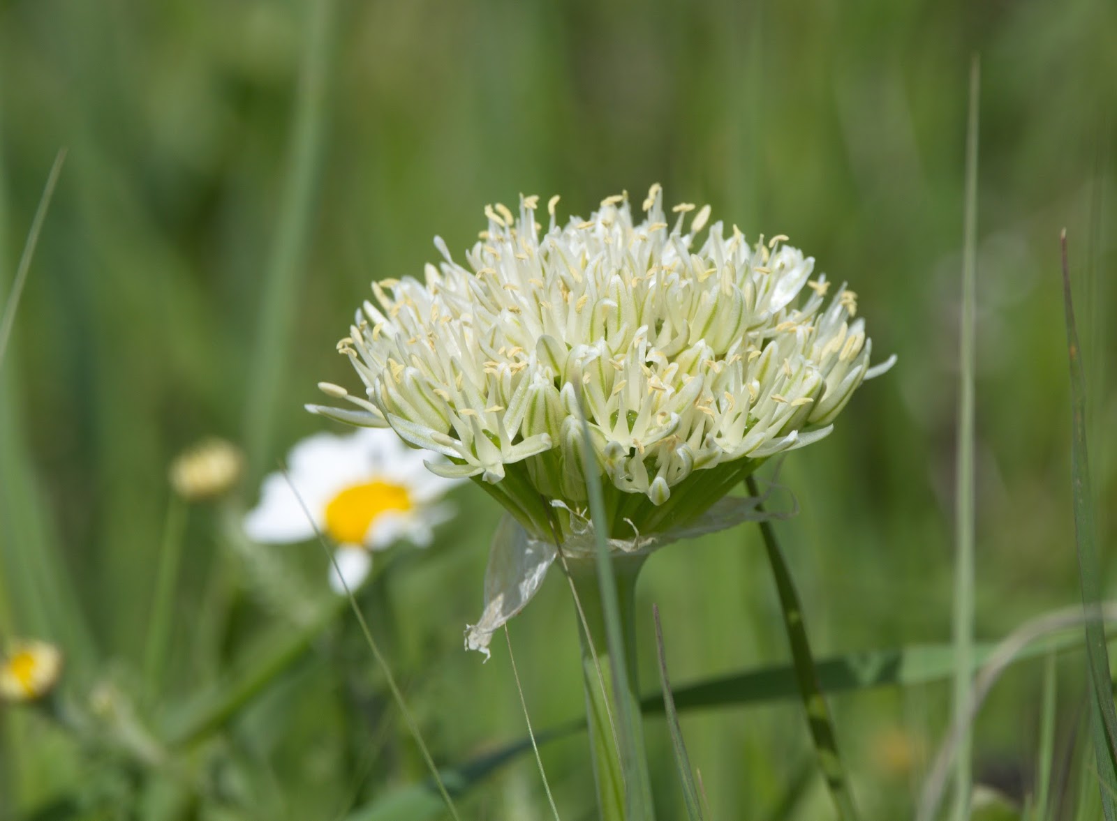 Dominic's Field Photos: Har Amasa flowers