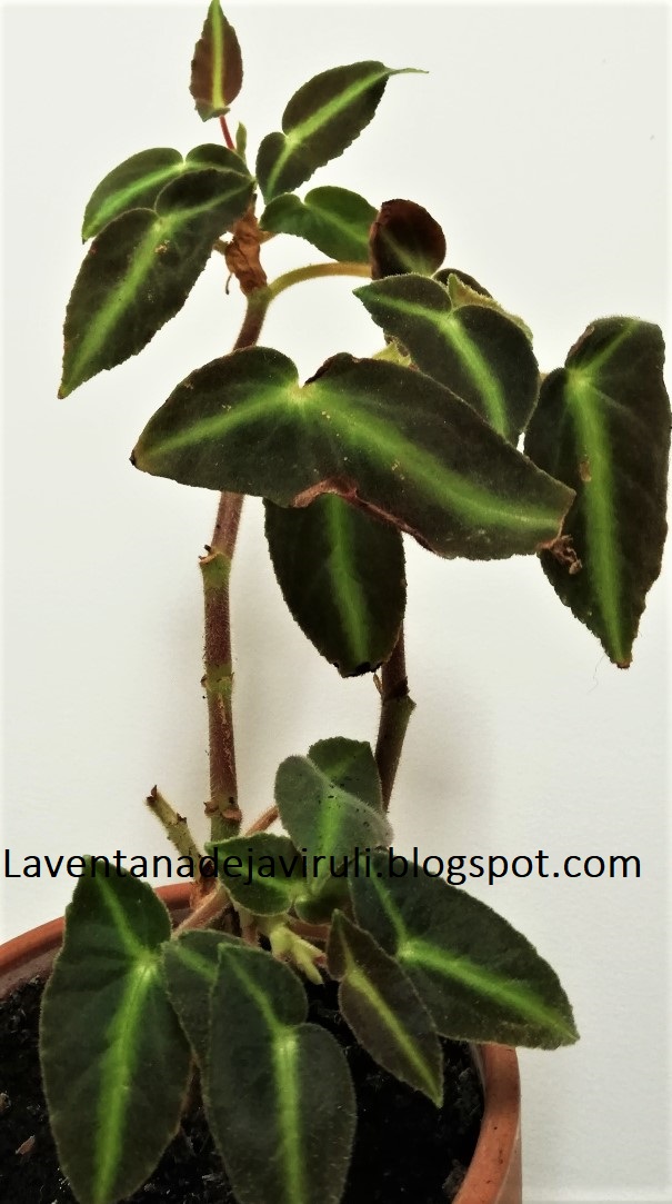 LA VENTANA DE JAVIRULI: PLANTAS DE INTERIOR (87): BEGONIA LISTADA ...