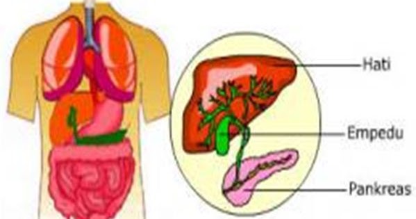 Struktur Hati Manusia | Pustaka Pandani