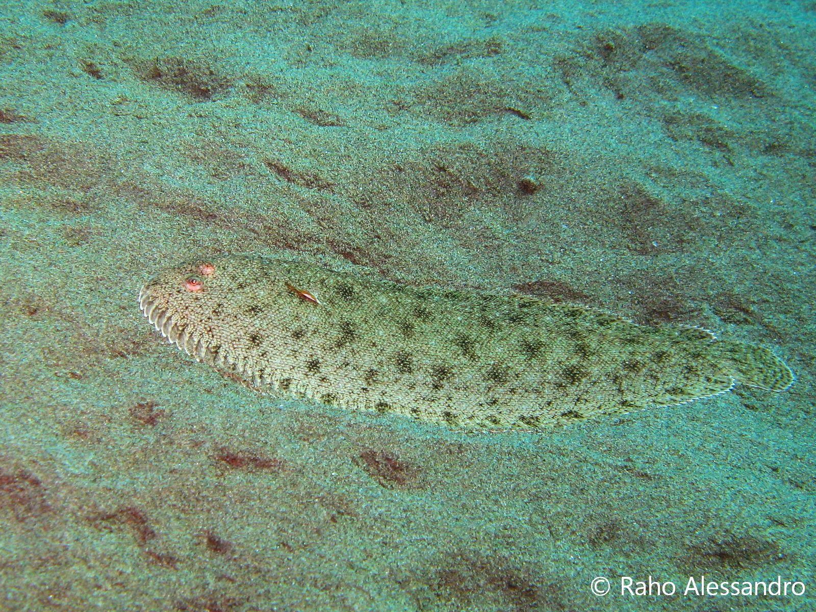 Necton e Plancton: Pesci: Sogliola Comune