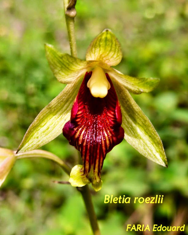 Asociación Jalisciense de Orquideología: Descripciones de Plantas (A-E)