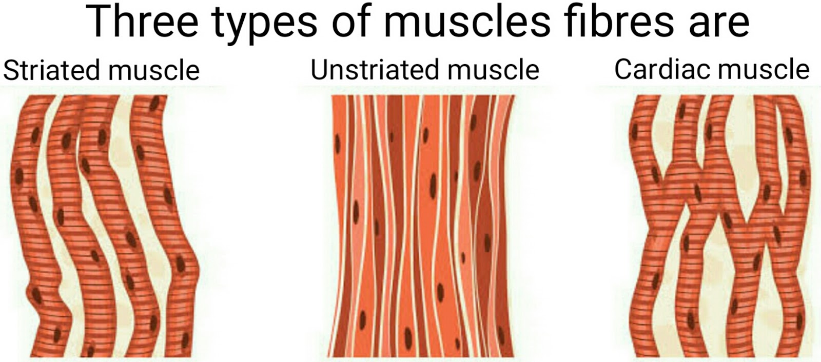 Chapter - 6, Tissues NCERT Solution