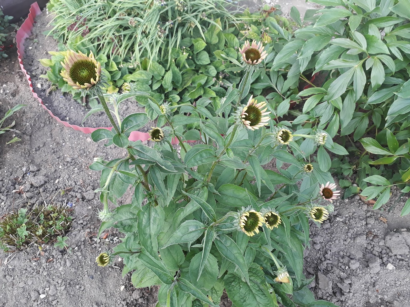 Pilk aeda: Purpur-siilkübar ehk punane päevakübar 'Bravado'