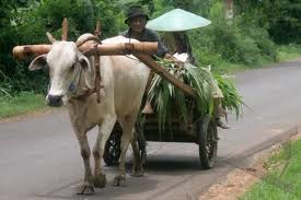 Bulumanis tersenyum: Masa Kecilku 3 ( gerobak sapi )