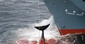 Mar e Marinheiros: A Sea Shepherd encontra navio baleeiro japonês