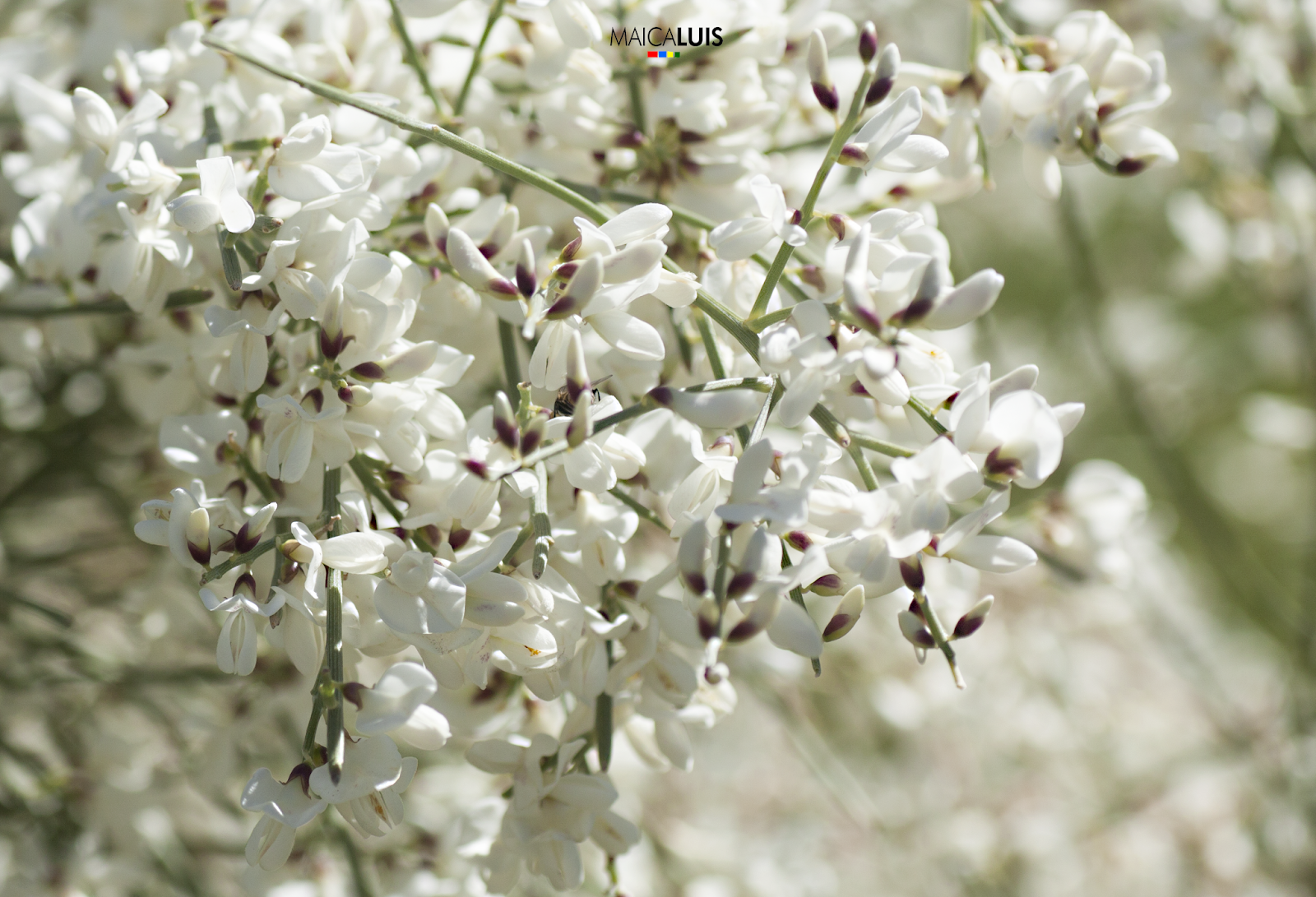 MAICA LUIS Fotos: Retama blanca canaria, retama costera o retamón.