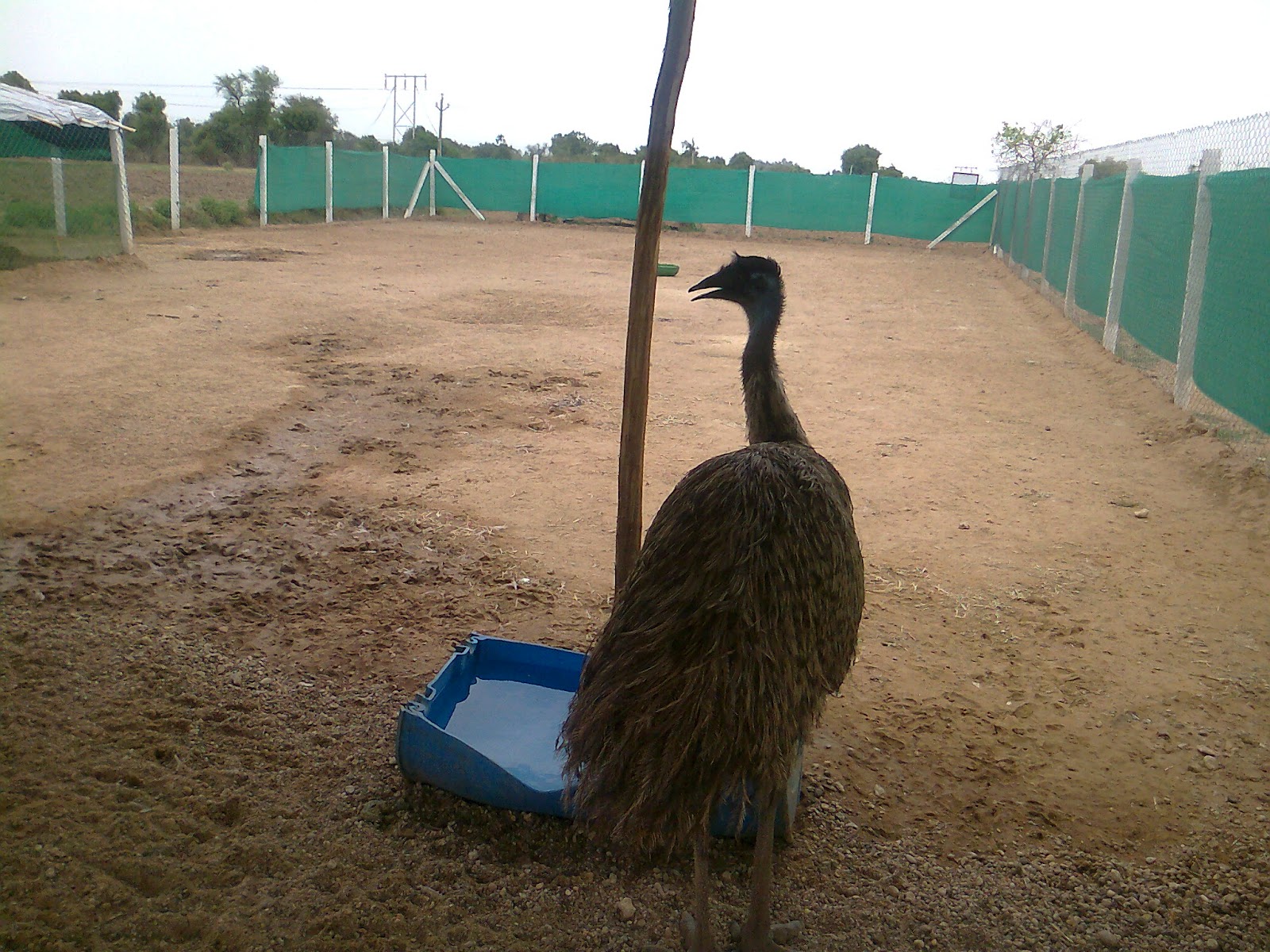 Green Gujarat state: emu farming in gujarat