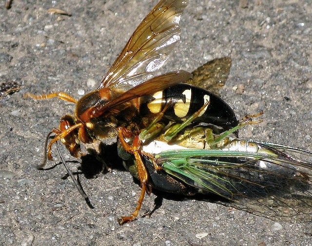 Chantilly National Golf and Grounds: CICADA KILLER WASPS