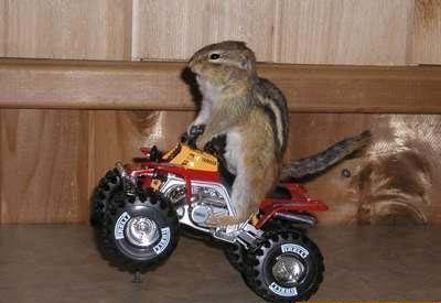 Funny Animals On Bike Photos And Wallpapers 2013 | Funny Animals