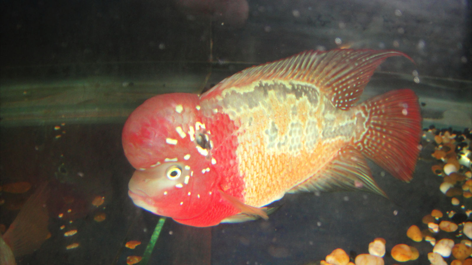 Flowerhorn The Hybrid Cichlids: Red Dragon
