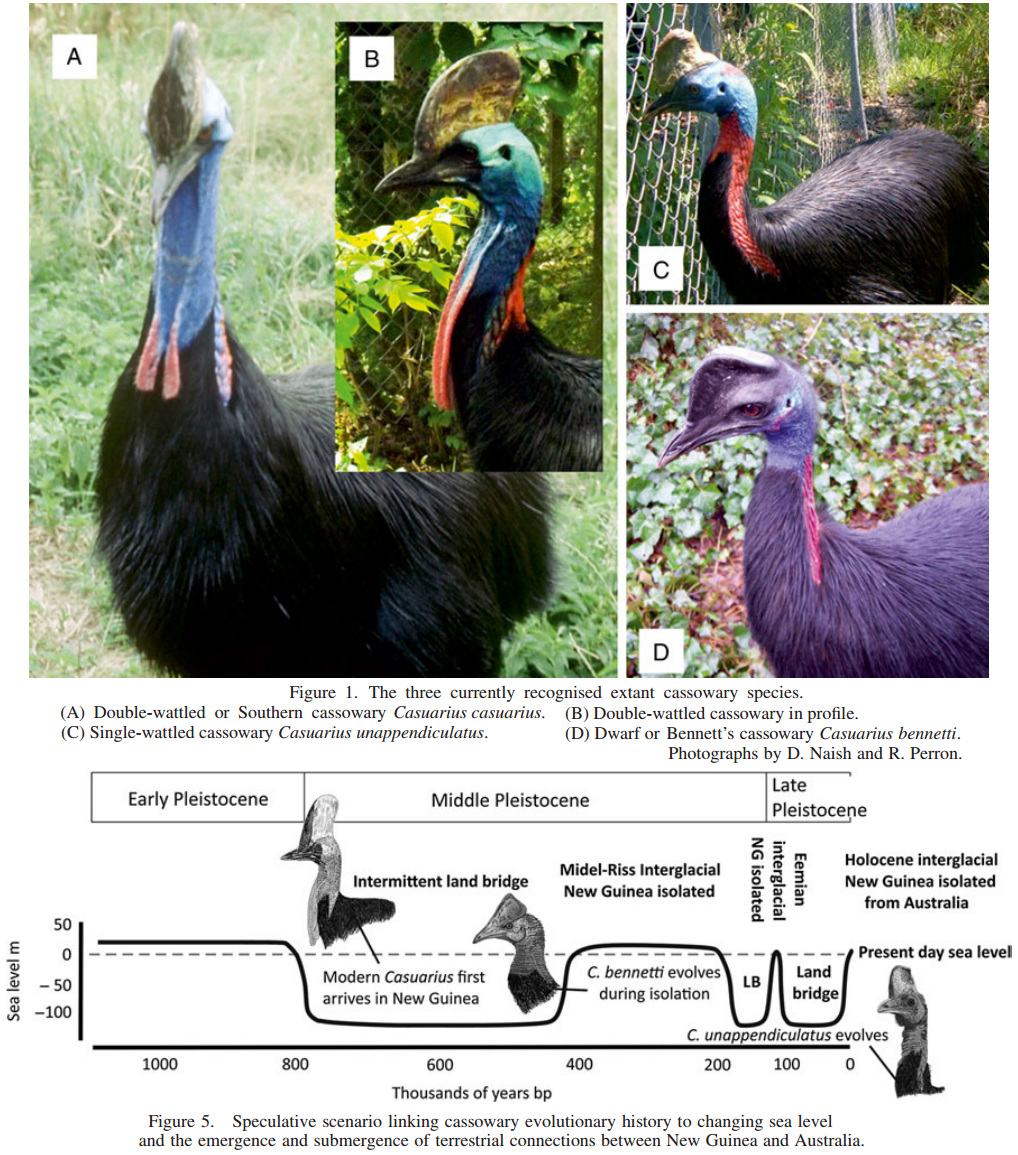Species New to Science: [Ornithology • 2014] Structure and Function of ...