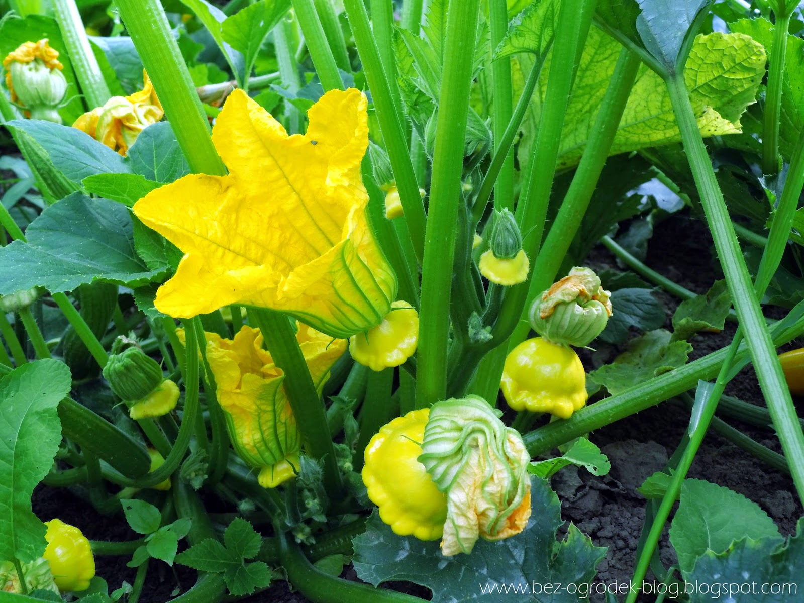 Podsumowanie sezonu. Jaki był 2014 rok w ogrodzie? | BEZ OGRÓDEK | blog ...
