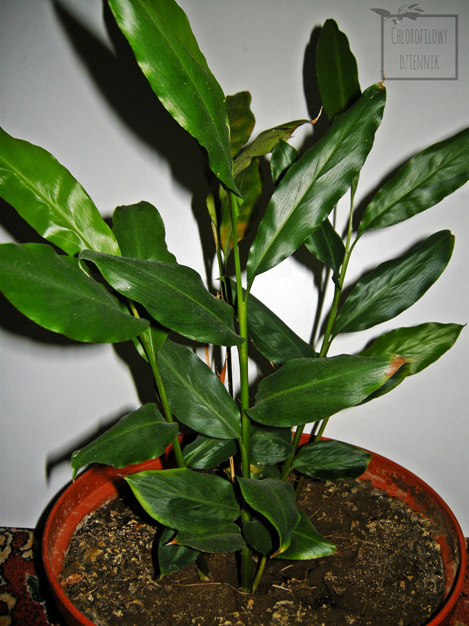 Kardamon malabarski - uprawa w domu