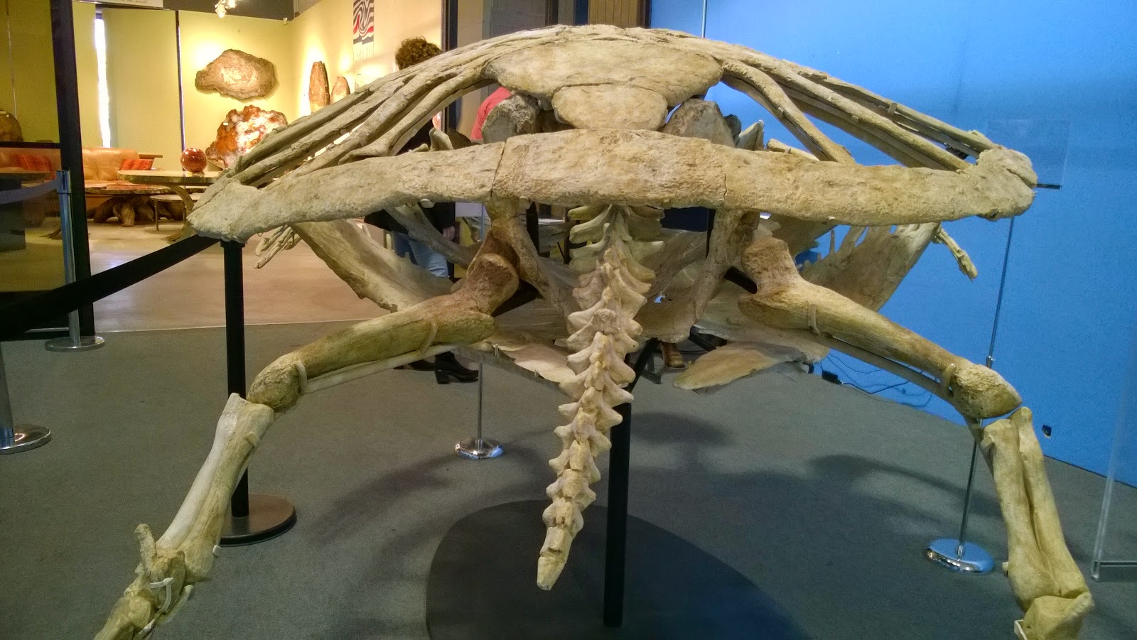 Mineral & Fossil Co-Op at the Tucson Gem Show - Visiting Vendors