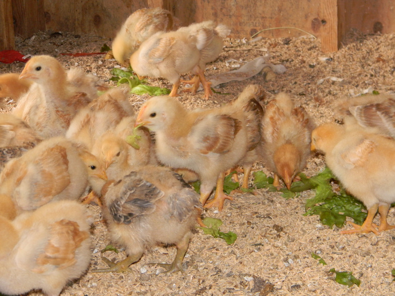 Home Joys: Freedom Ranger Chicks at Two Weeks