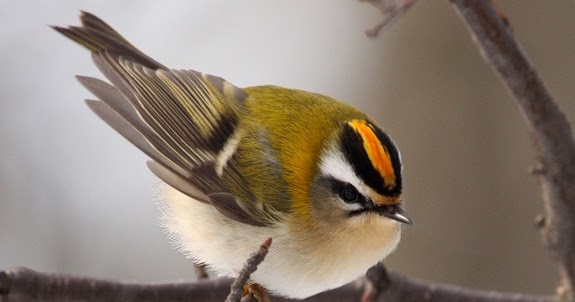 Birds of the World: Firecrest