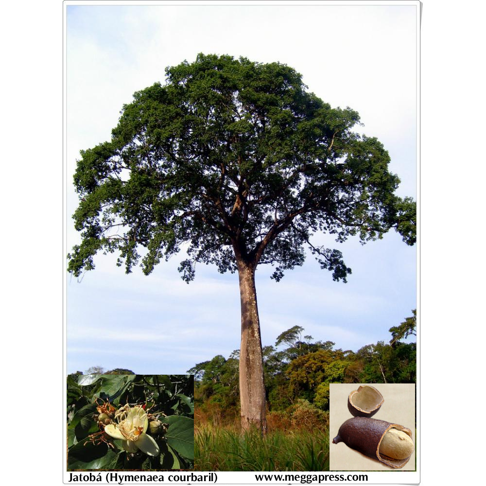 Jatobá (Hymenaea courbaril)