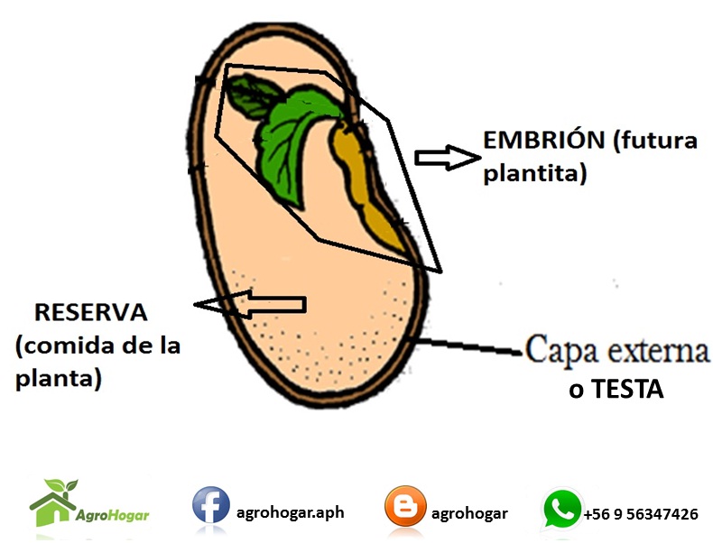 AGROHOGAR Agricultura Urbana: ¿Cómo guardar las semillas?