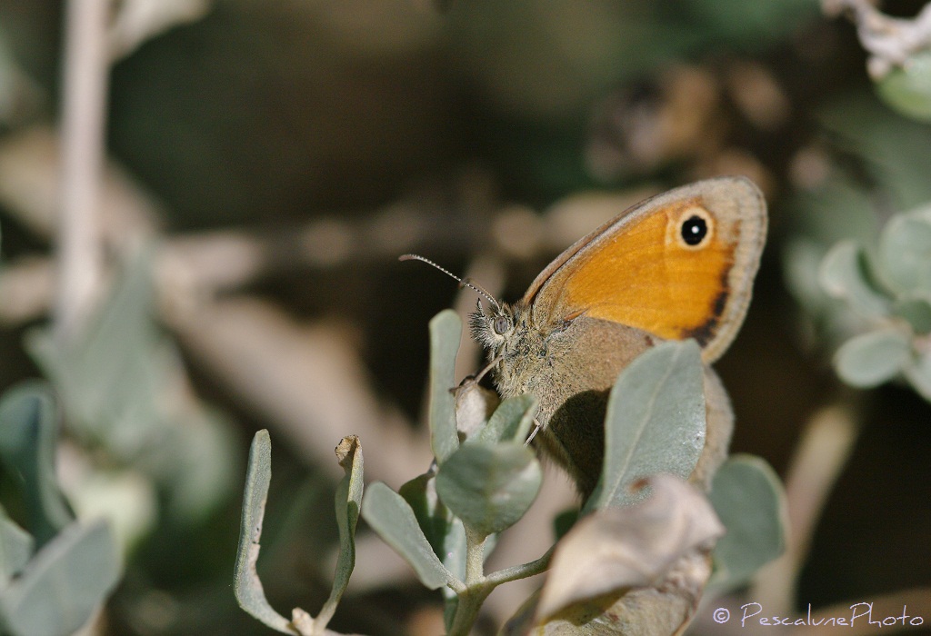 Pescalune Photo: Fadet commun ou Procris (Coenomympha pamhilus), Small ...
