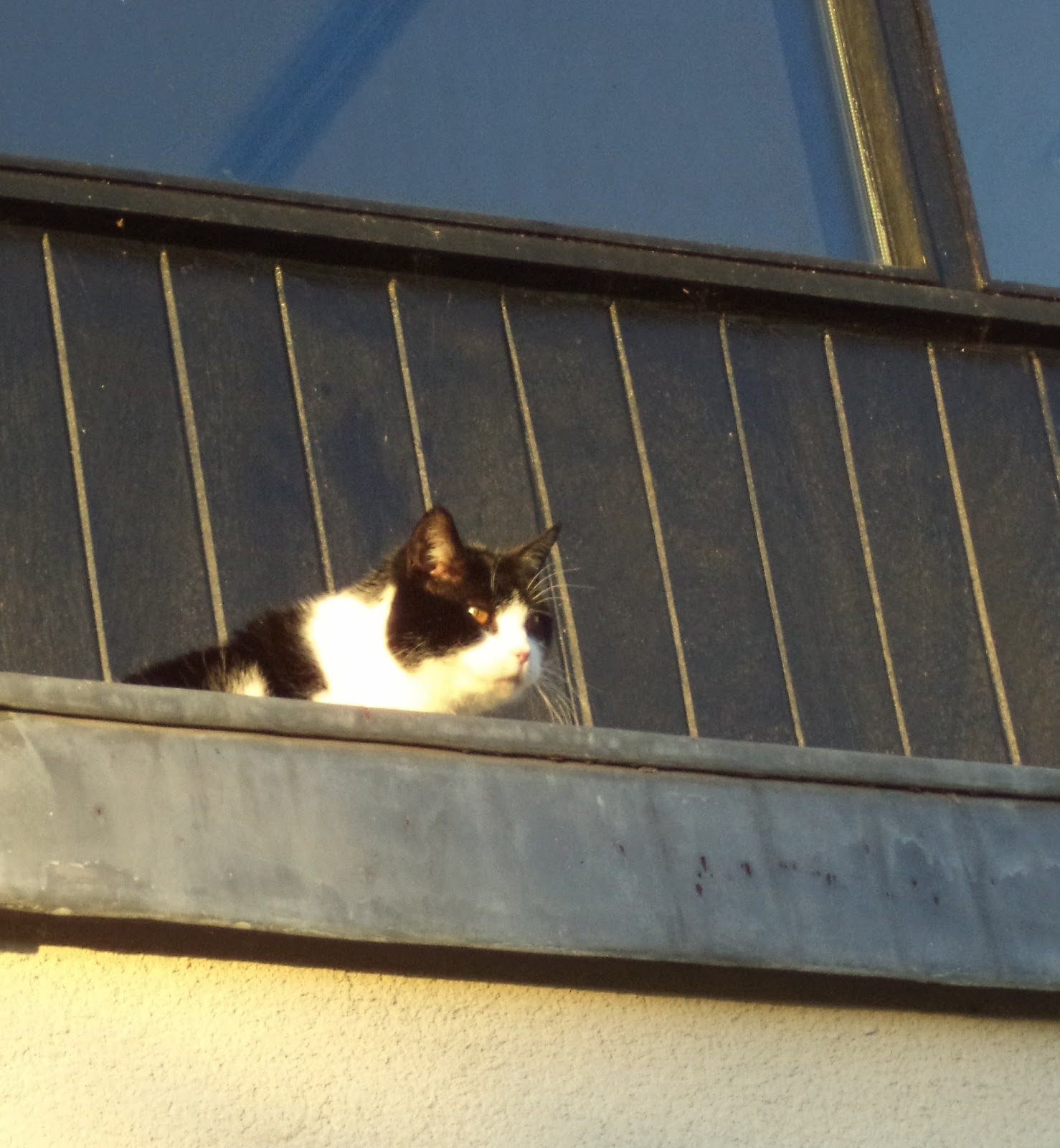 Dominican Nuns Ireland: Graduation