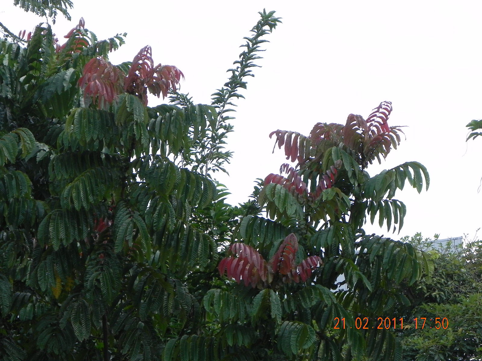 my G@Rdening frenzY: POMETIA PINNATA
