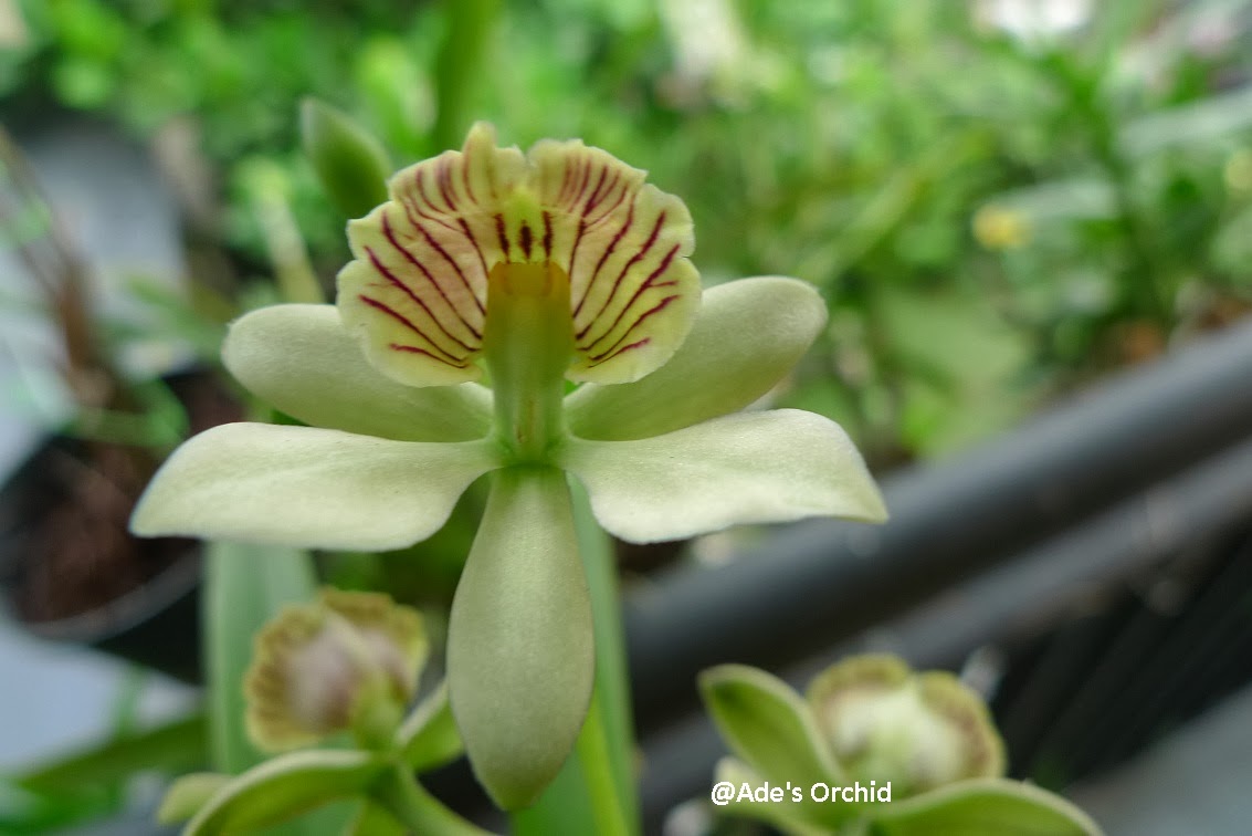 Ade's Orchid: Encyclia radiata