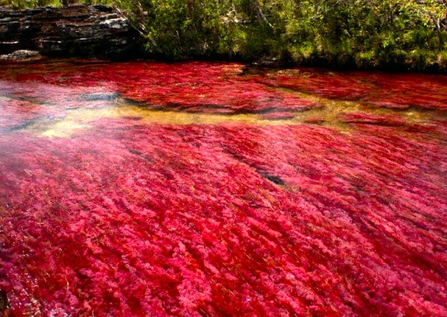 Let's enjoy the beauty: Cano Cristales :The River of Five Colors ( The ...