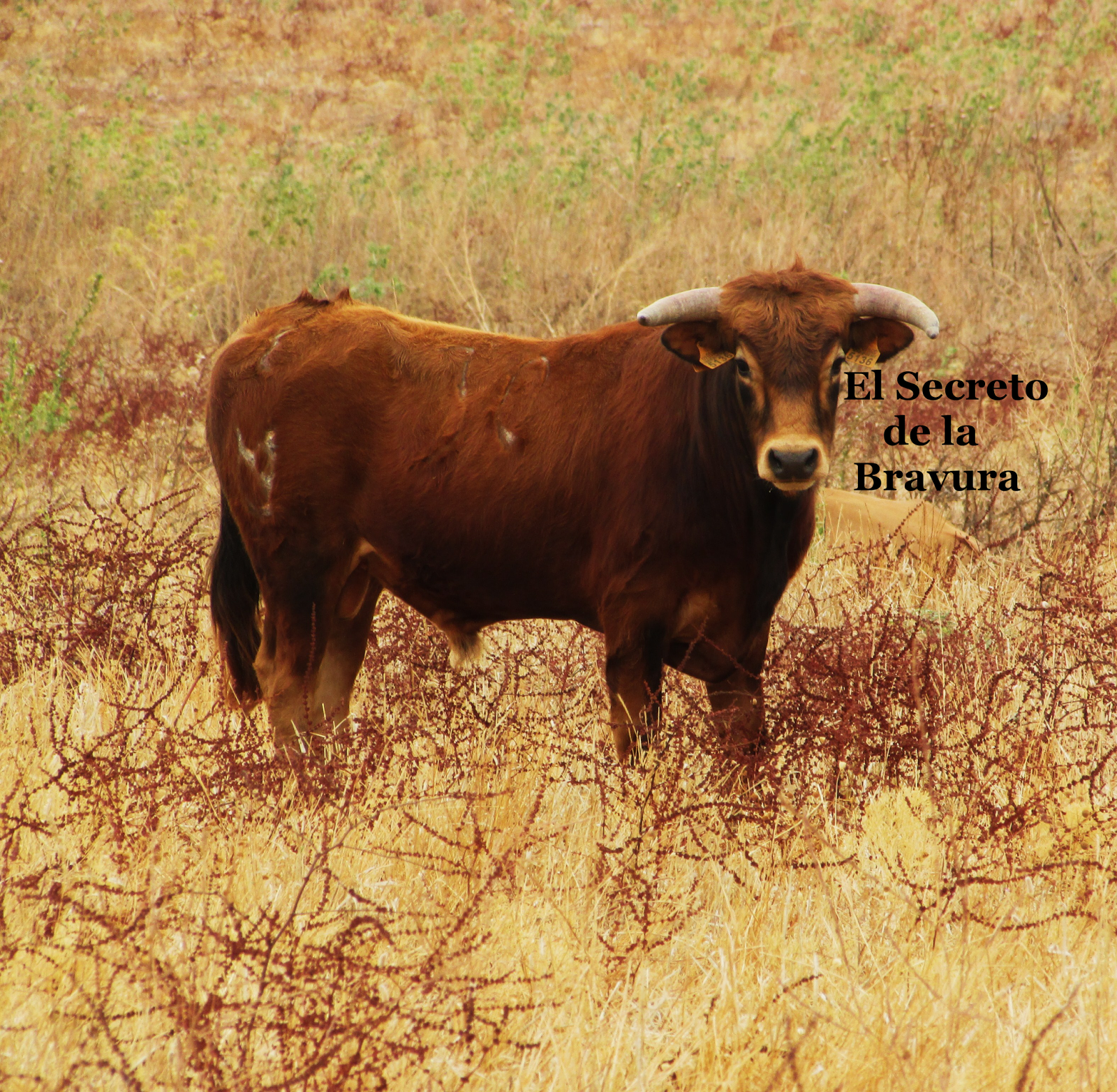 El Secreto de la Bravura: La vida en camada: Añojos