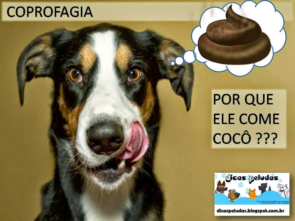 COPROFAGIA: VOCE SABE O SIGNIFICADO? - Pet Home br