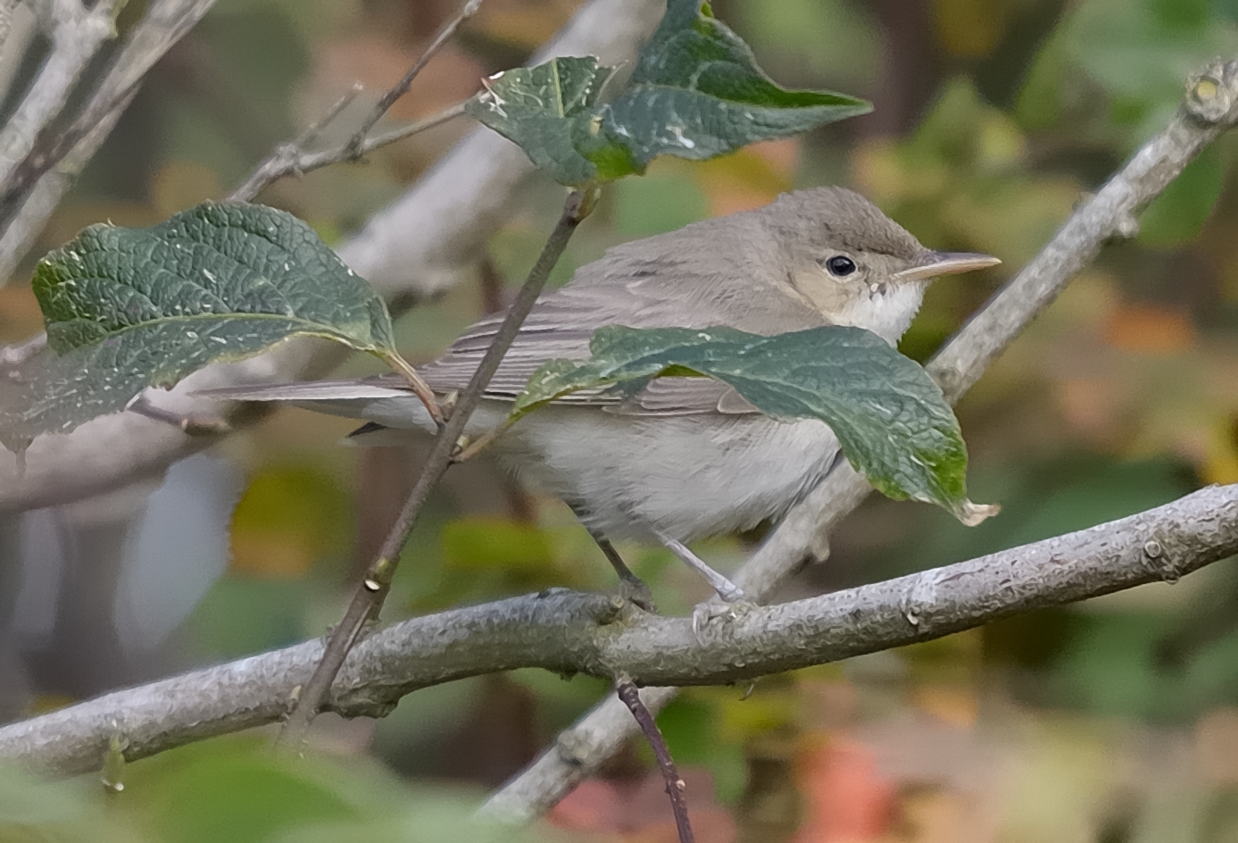 North East Birder Ramlings: Warbler Fest