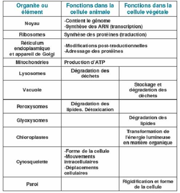 Organisation générale de la cellule | Bio faculté