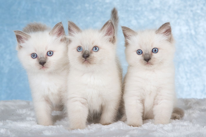 TIPS DAN CARA MUDAH MERAWAT KUCING RAGDOLL | Kucing Hias