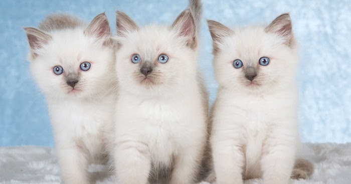 TIPS DAN CARA MUDAH MERAWAT KUCING RAGDOLL | Kucing Hias